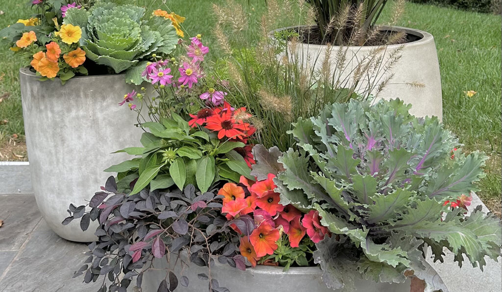 Get Inspired! - SuperCal Petunia