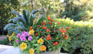 Get Inspired! - SuperCal Petunia