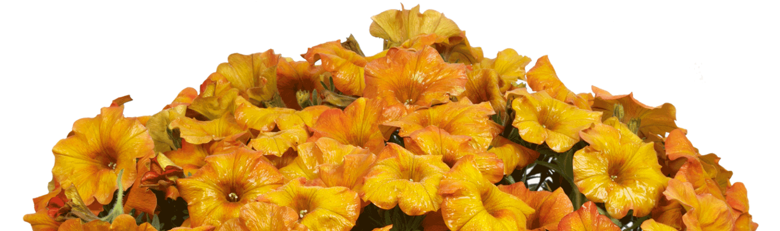 Home - SuperCal Petunia