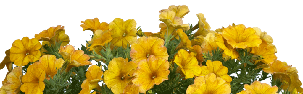 Easy to Grow - SuperCal Petunia