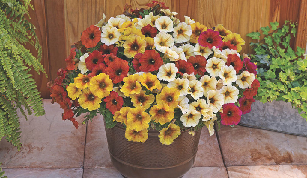 Get Inspired! - SuperCal Petunia