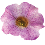 SuperCal Family - SuperCal Petunia