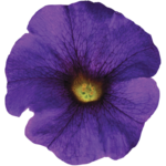 SuperCal Family - SuperCal Petunia