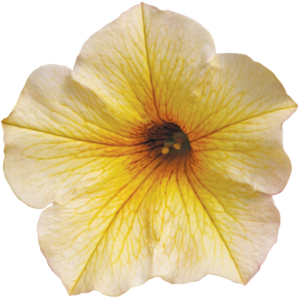 SuperCal Family - SuperCal Petunia