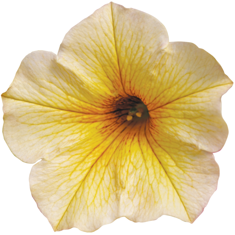 SuperCal Family - SuperCal Petunia