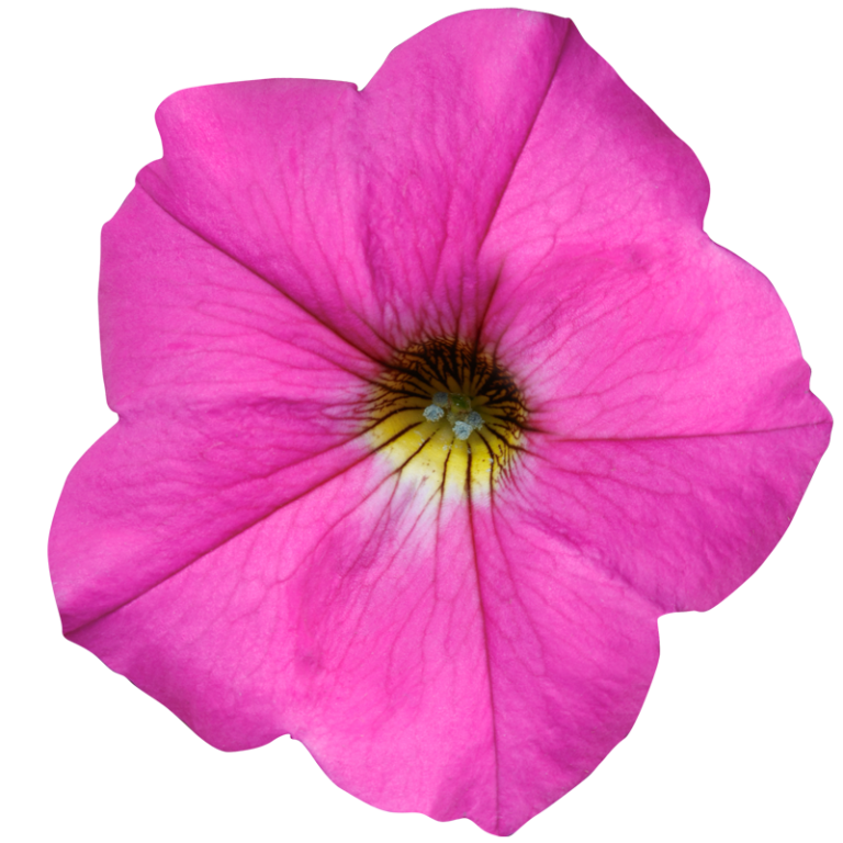 SuperCal Family - SuperCal Petunia