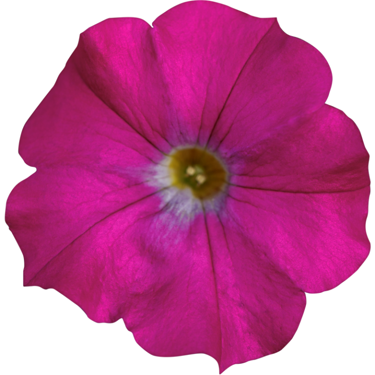 SuperCal Family - SuperCal Petunia