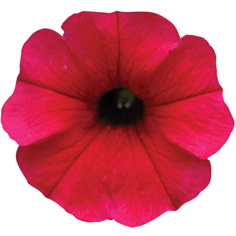 SuperCal Family - SuperCal Petunia