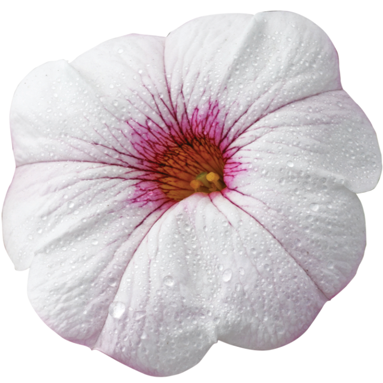 SuperCal Family - SuperCal Petunia