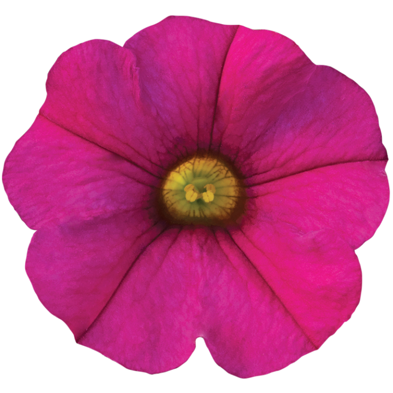 SuperCal Family - SuperCal Petunia