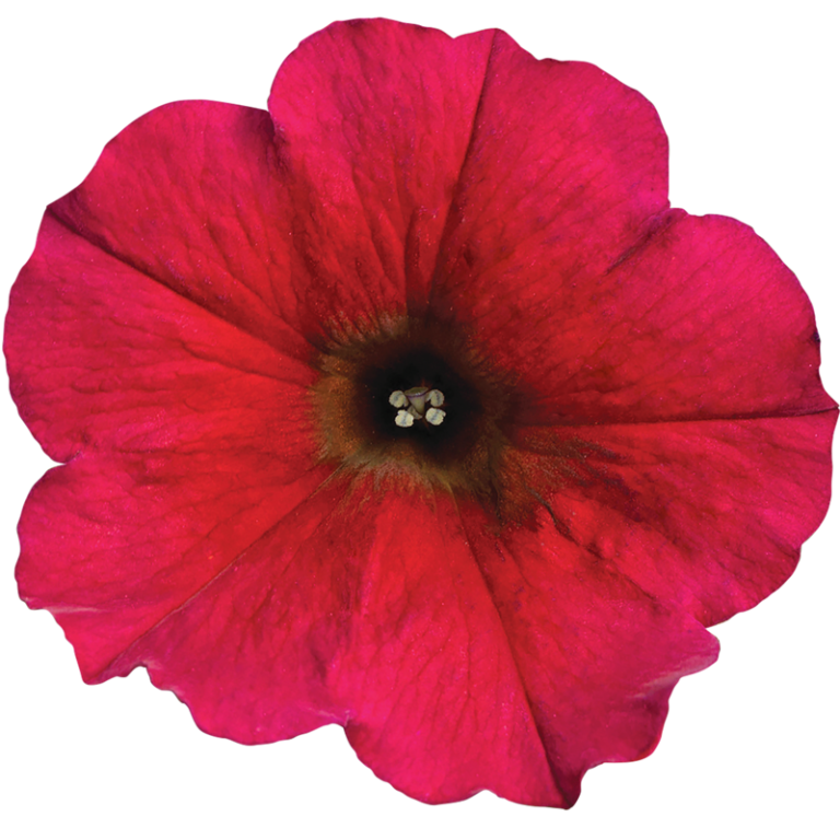 SuperCal Family - SuperCal Petunia