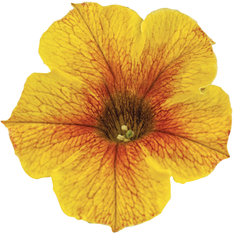 SuperCal Family - SuperCal Petunia