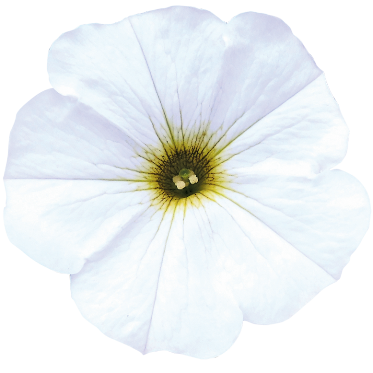 SuperCal Family - SuperCal Petunia