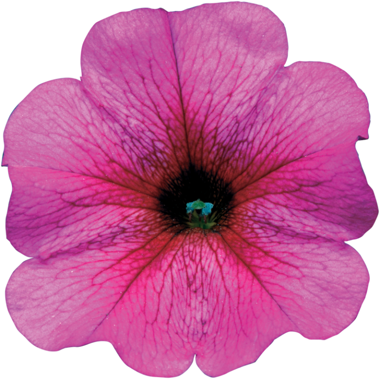 SuperCal Family - SuperCal Petunia