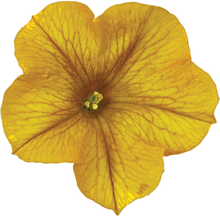 SuperCal Family - SuperCal Petunia