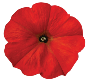 SuperCal Family - SuperCal Petunia