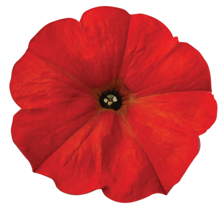 SuperCal Family - SuperCal Petunia