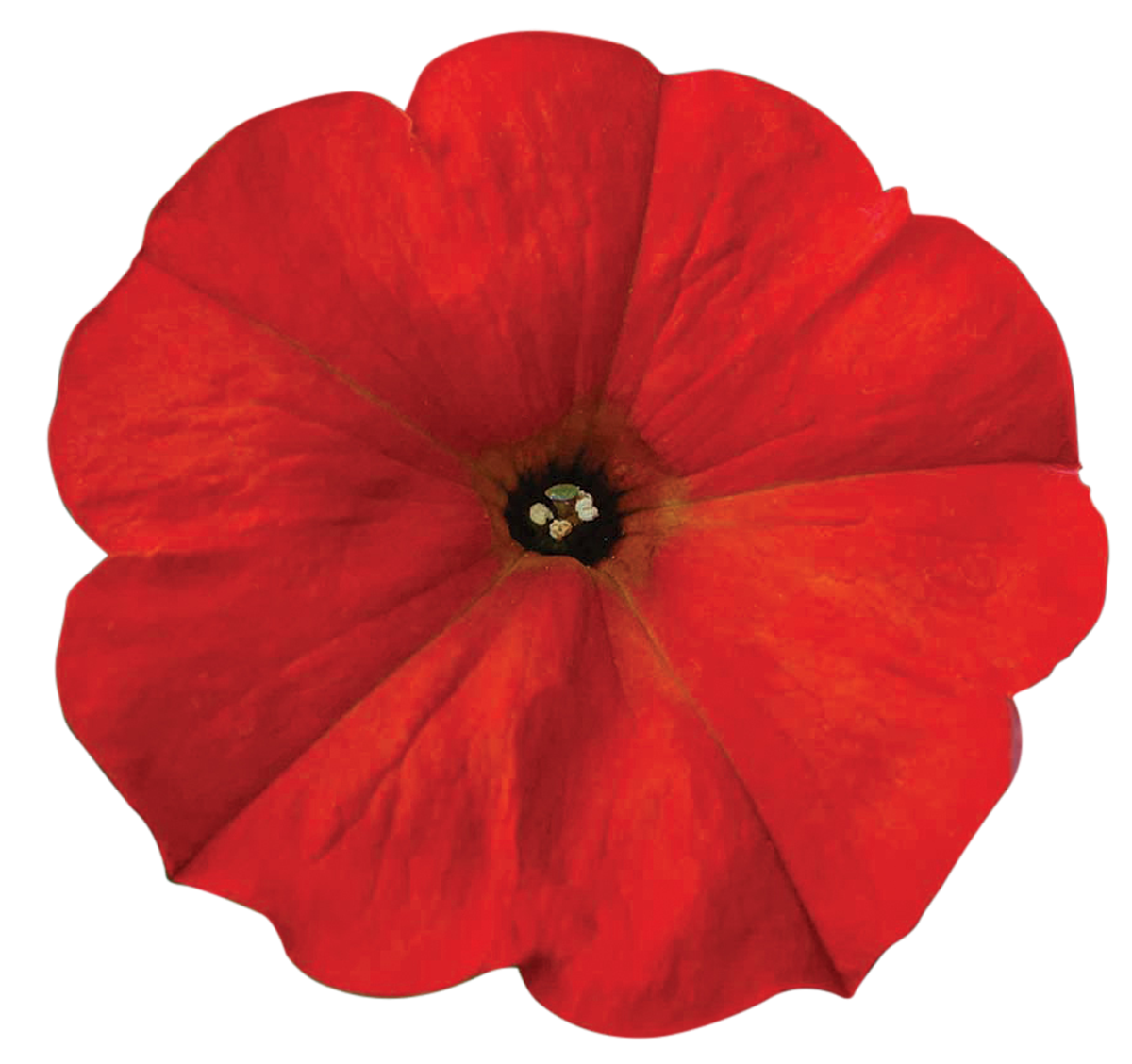 SuperCal Family - SuperCal Petunia